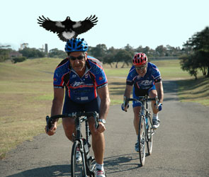 icon – ChookChooks